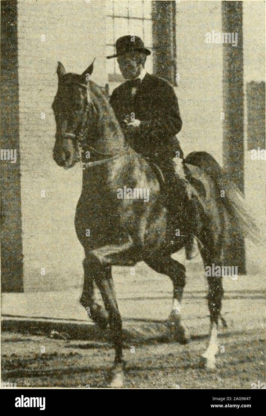 . Types and market classes of live stock. Saddle Horse. The noted prize ...