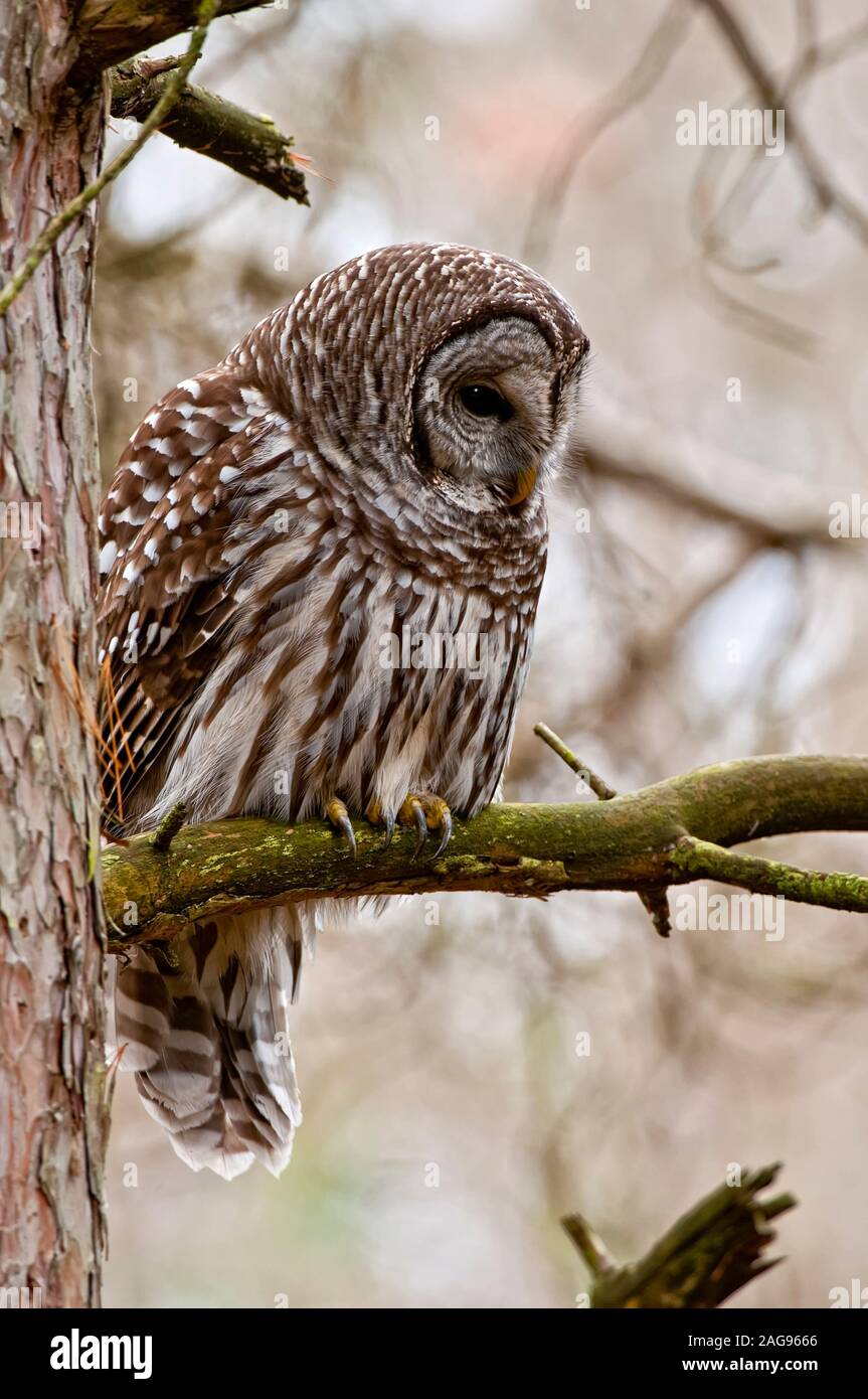 Barred owl pics hi-res stock photography and images - Alamy
