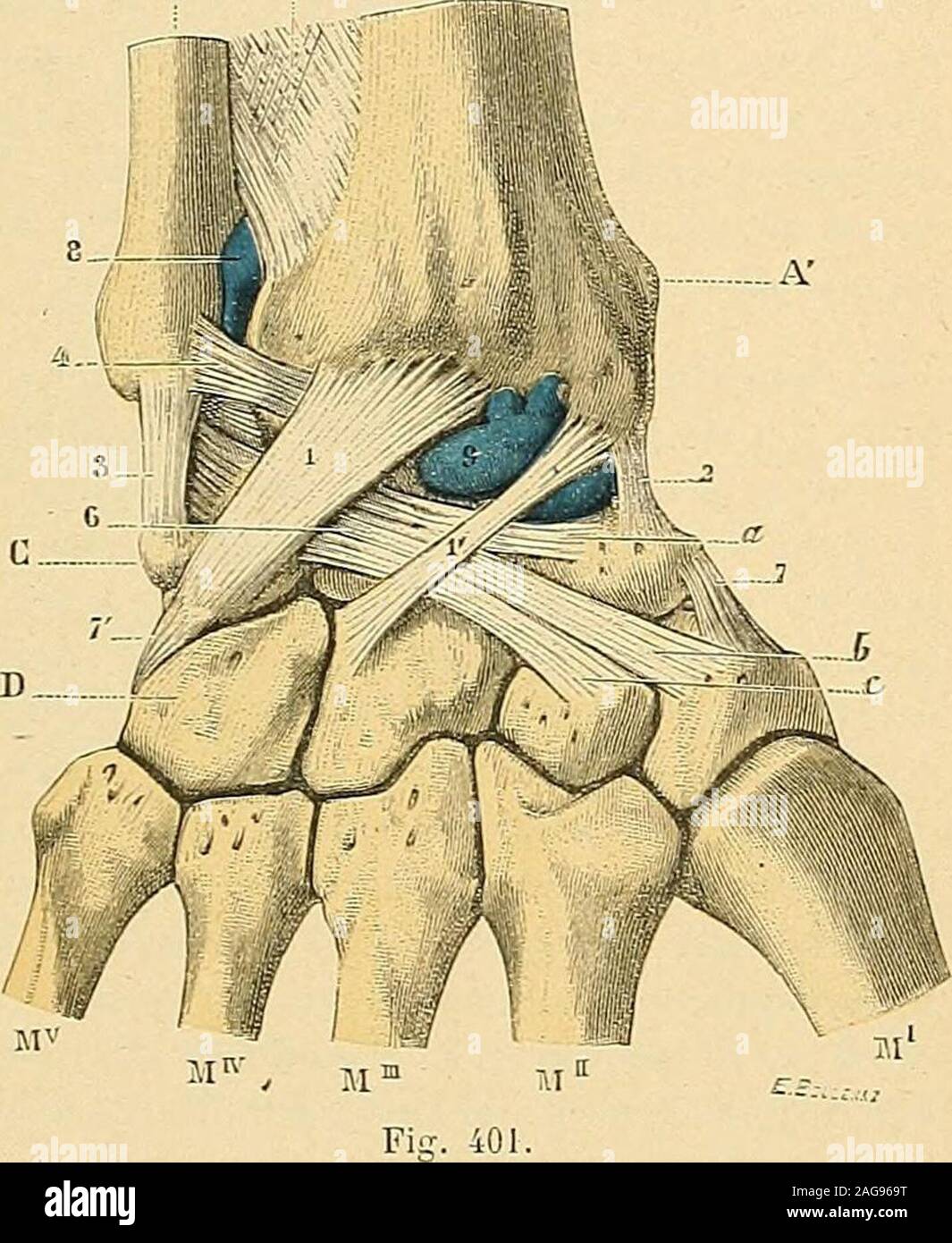 Anatomie du radius hi-res stock photography and images - Alamy
