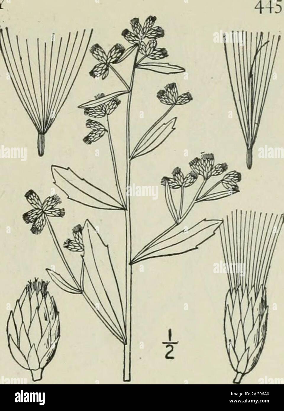 Baccharis baccharis sp hi-res stock photography and images - Alamy