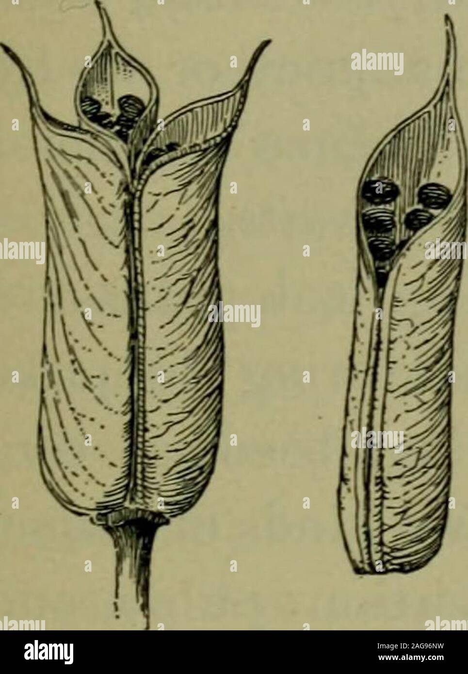 Follicle Fruit Examples