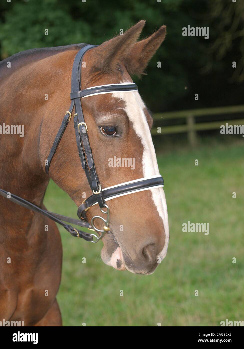 A head shot of a stunning show cob in a bridle Stock Photo - Alamy