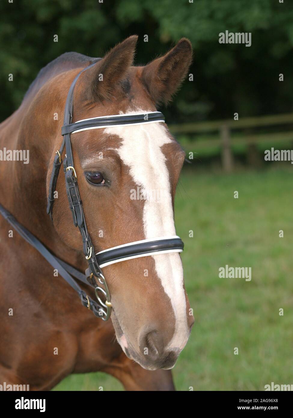 A head shot of a stunning show cob in a bridle Stock Photo - Alamy