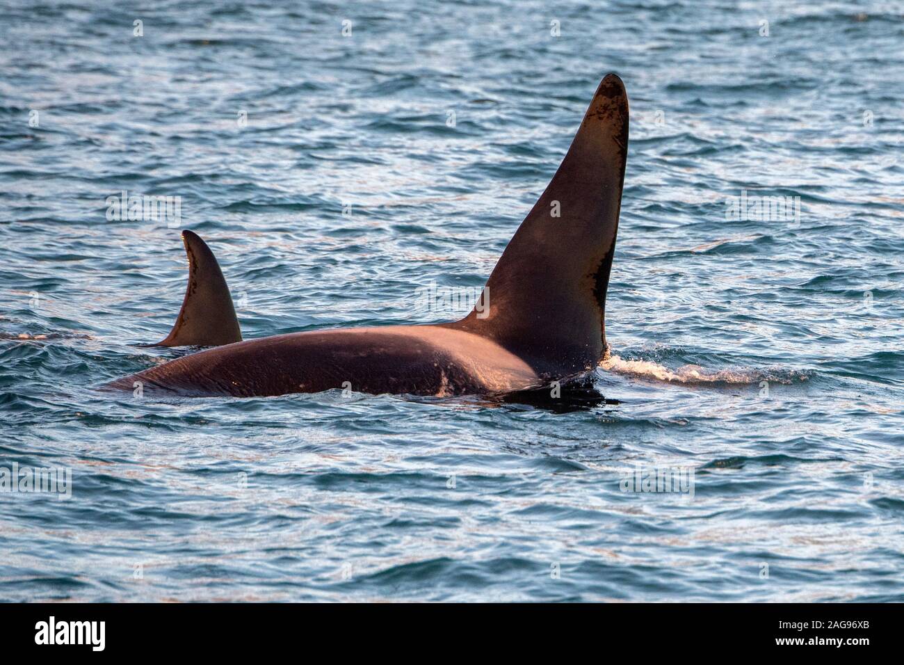 Orca whales iceland hi-res stock photography and images - Alamy