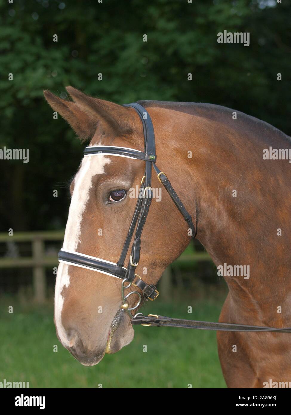 A head shot of a stunning show cob in a bridle Stock Photo - Alamy