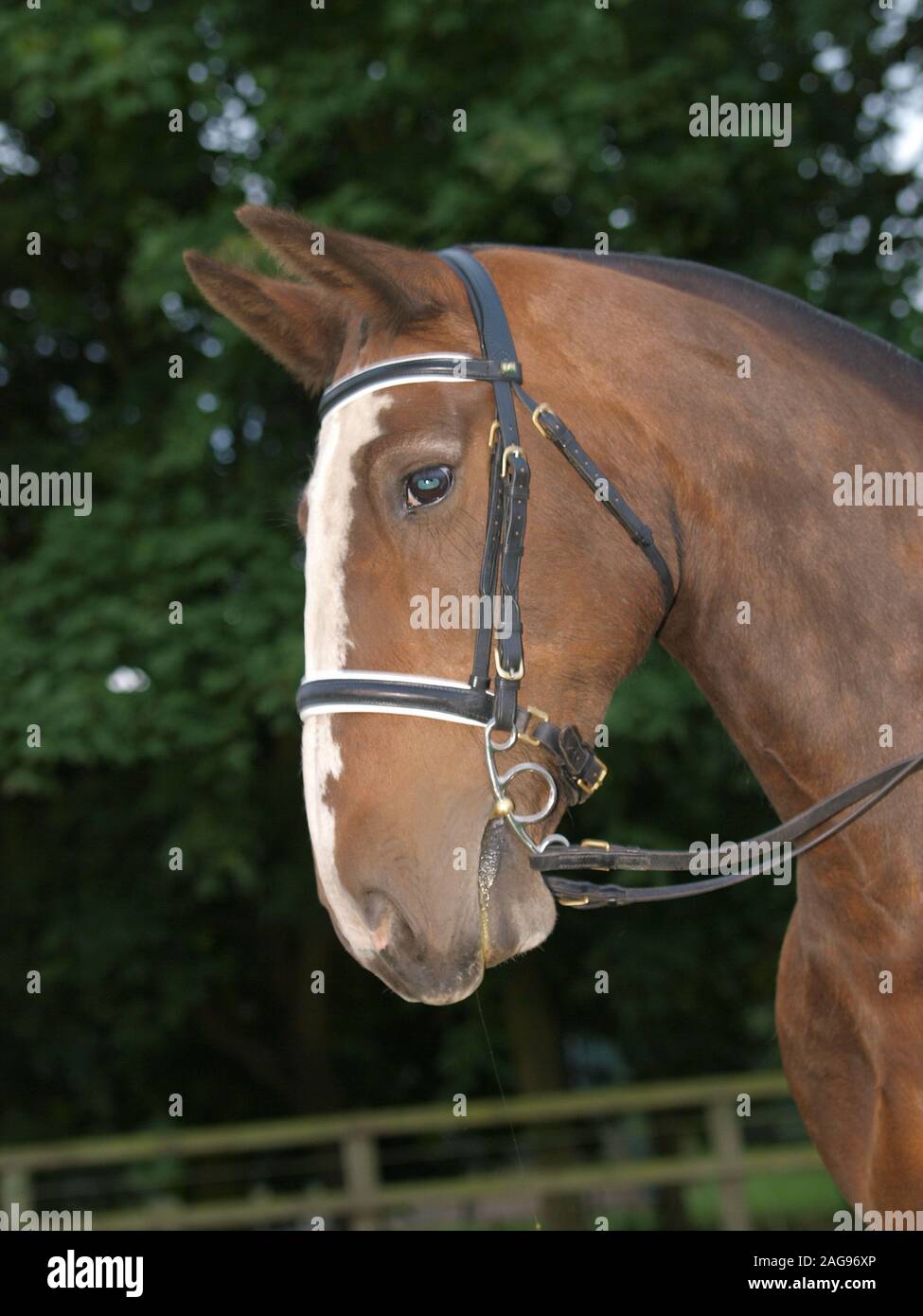 Stunning bridle hi-res stock photography and images - Alamy