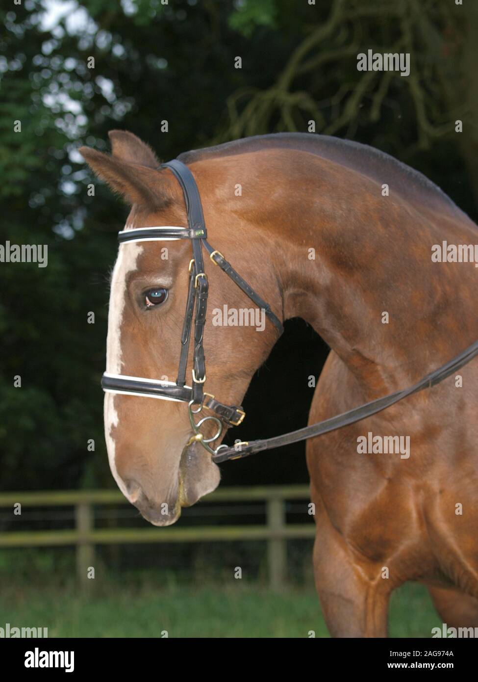 A head shot of a stunning show cob in a bridle Stock Photo - Alamy