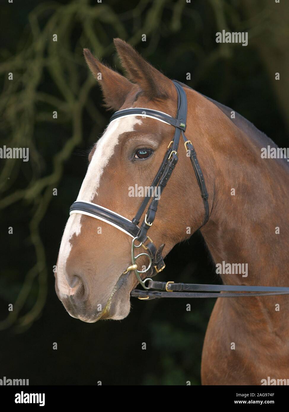 A head shot of a stunning show cob in a bridle Stock Photo - Alamy