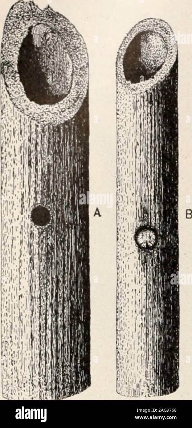 Oaks galls hi-res stock photography and images - Alamy