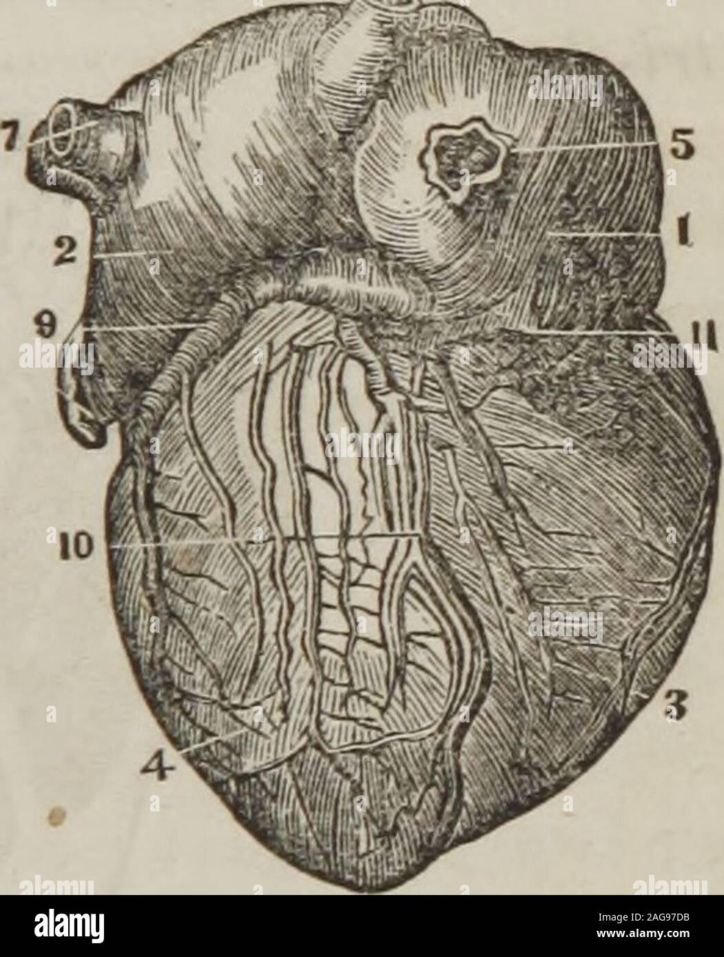 . A treatise on anatomy, physiology, and hygiene : designed for ...