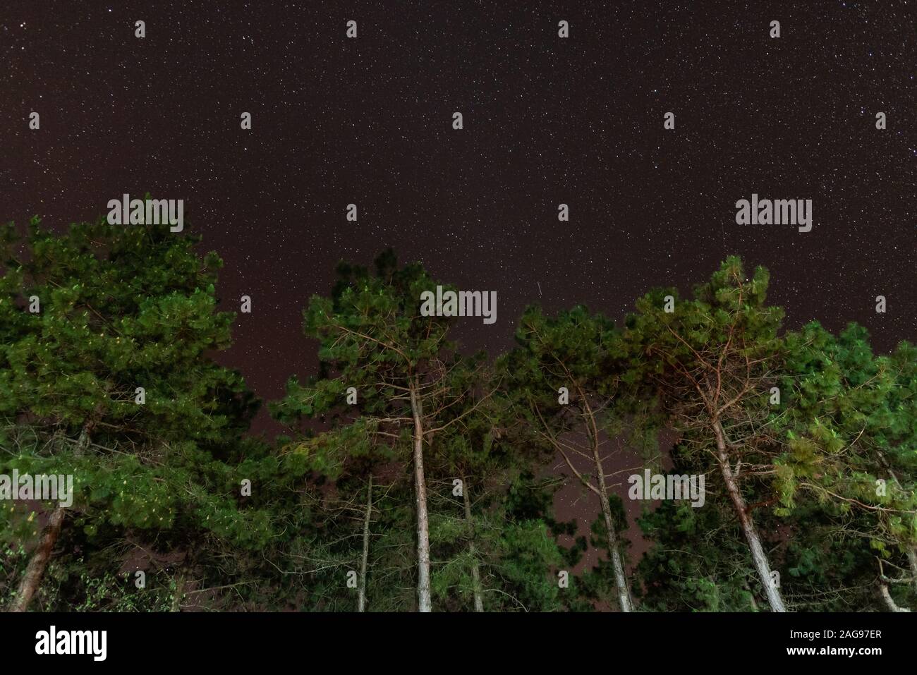 Moon pine tree forest sky hi-res stock photography and images - Alamy