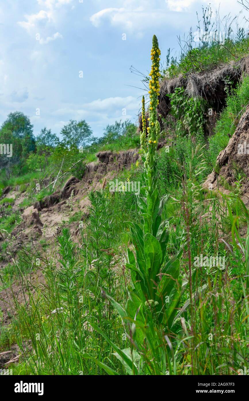 Tall mullein hi-res stock photography and images - Alamy