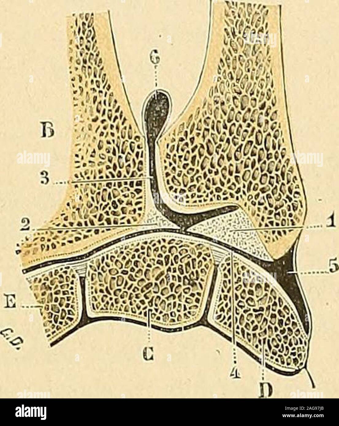 Anatomie du cubitus hi-res stock photography and images - Alamy