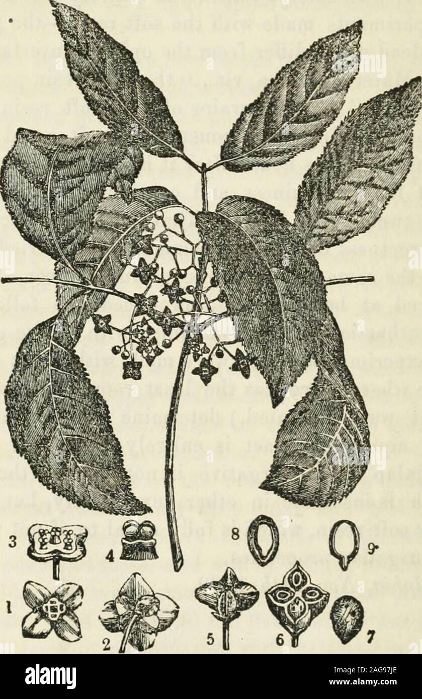 5 pointed leaves hi-res stock photography and images - Alamy