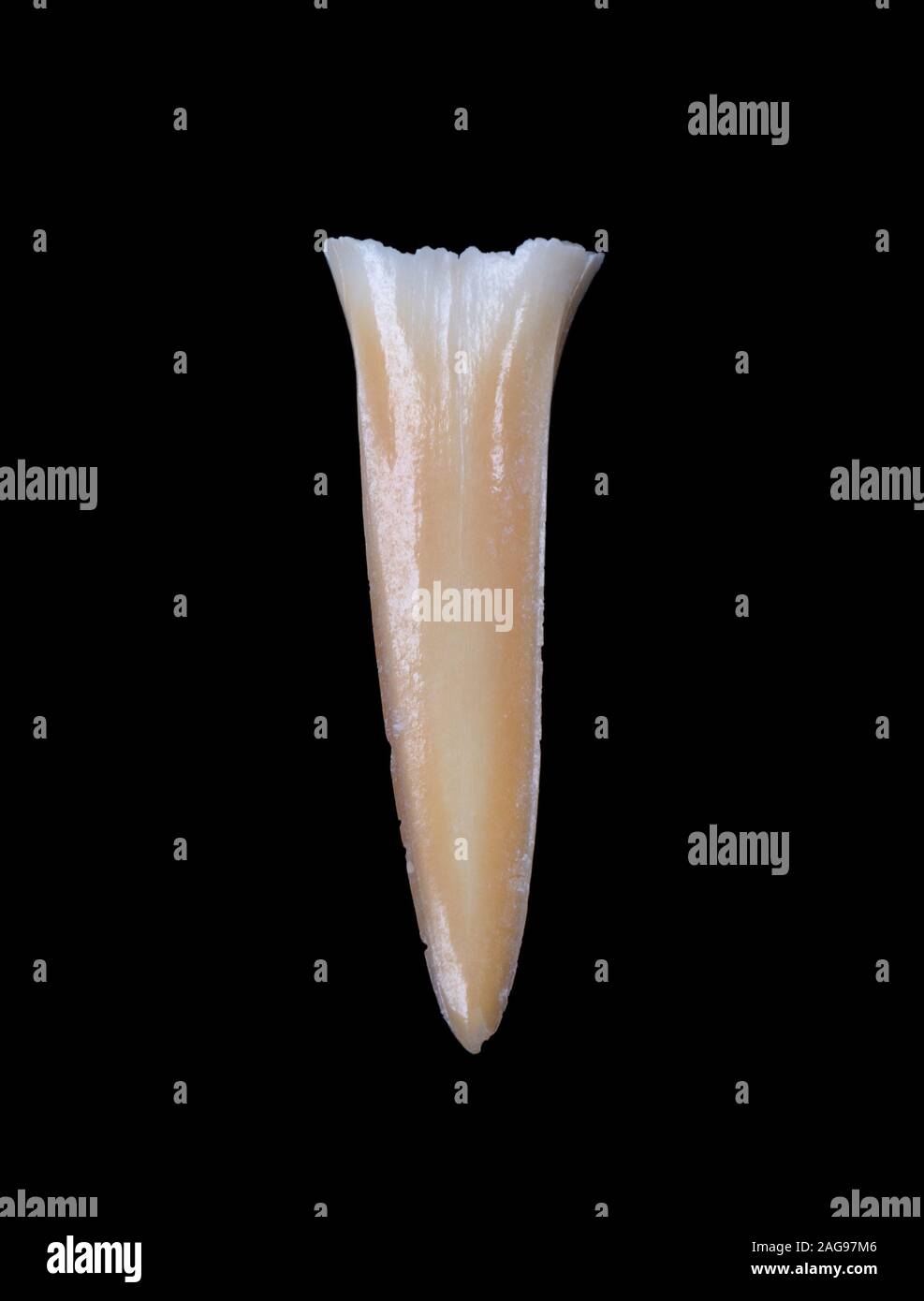 Fossil mackerel shark tooth hi-res stock photography and images - Alamy