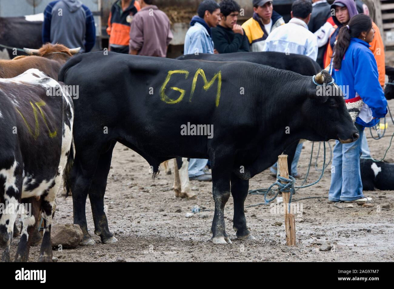 Otavalo. Ecuador. 03.29.08. GM (Genetically Modified?) Bull at Otavalo ...