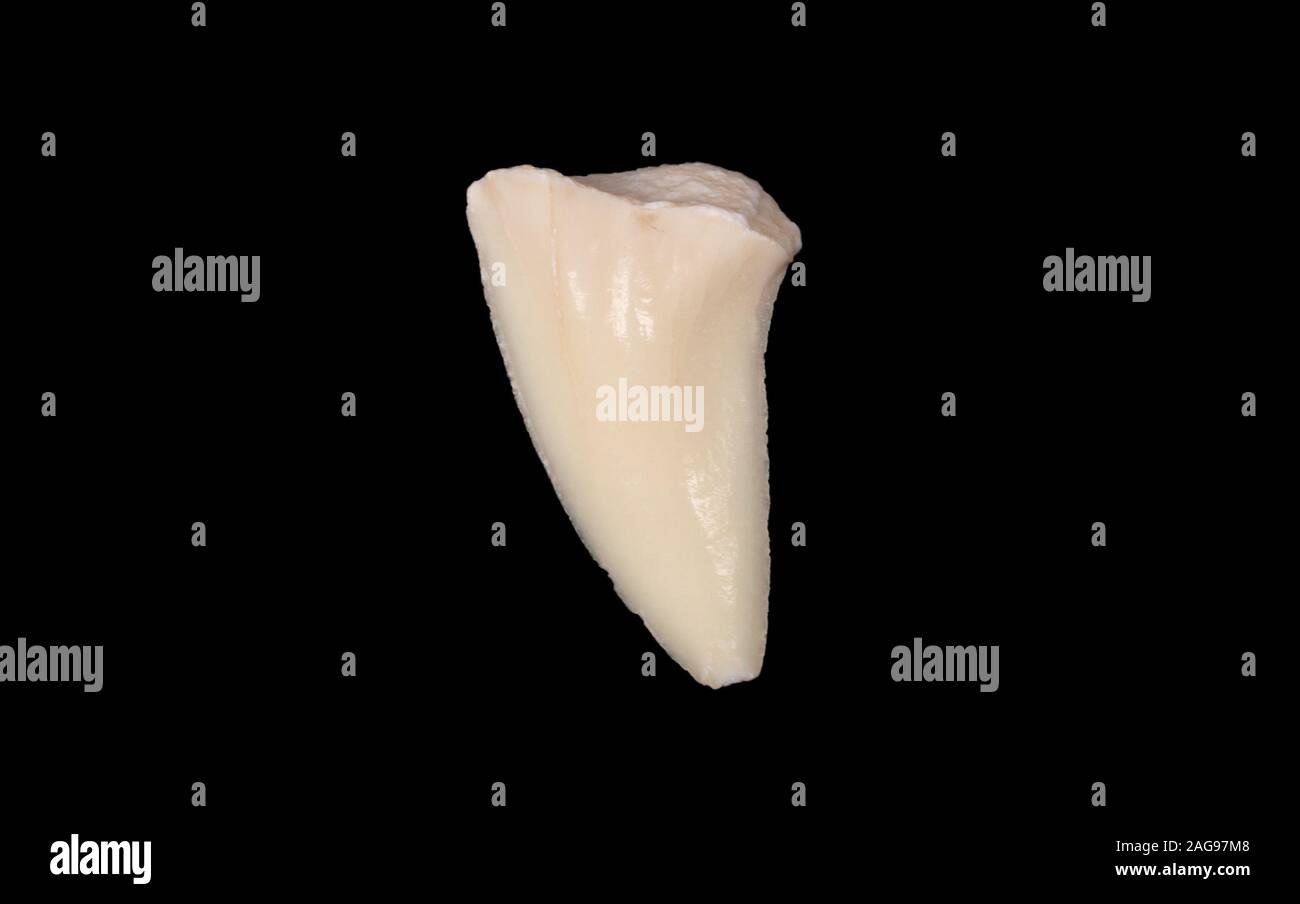 Shark tooth isolated on a black background Stock Photo - Alamy