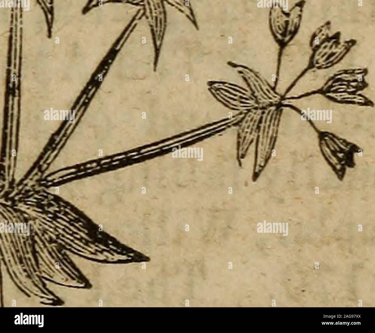 Rounded umbel hi-res stock photography and images - Alamy