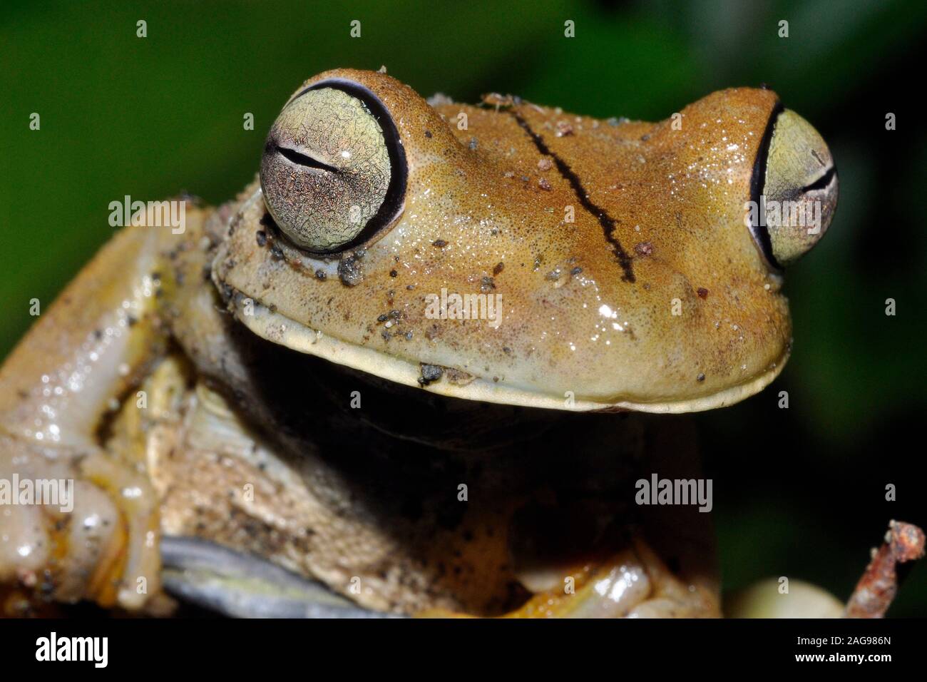 Gladiator Frog - Hypsiboas rosenbergi, Costa Rica Stock Photo - Alamy