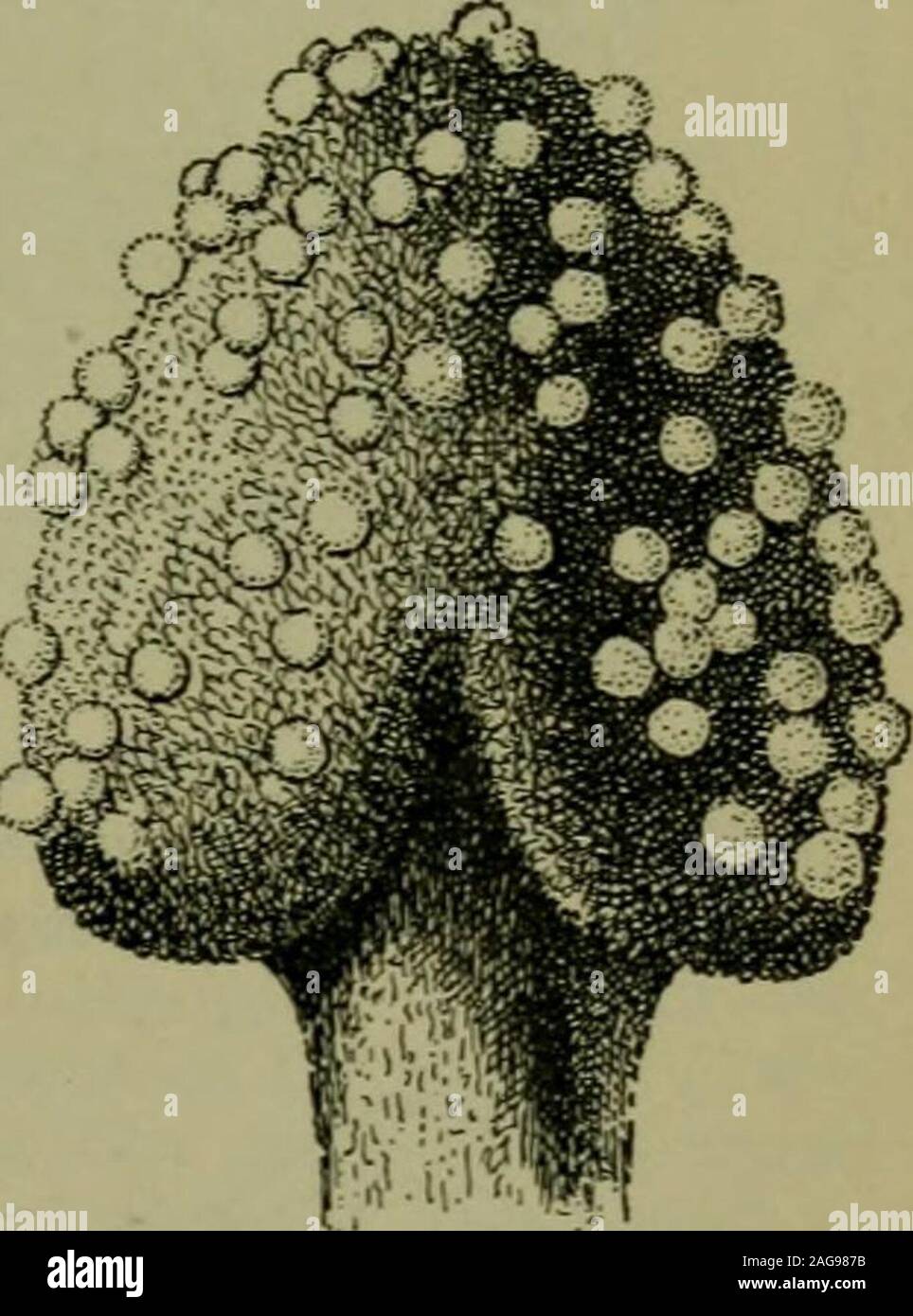 Pollen tubes microscope hi-res stock photography and images - Alamy