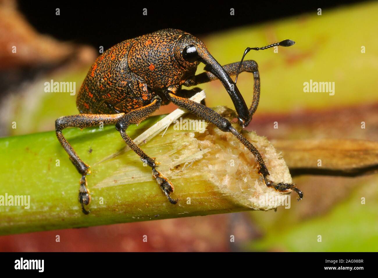 curculionidae, Costa Rica Stock Photo - Alamy