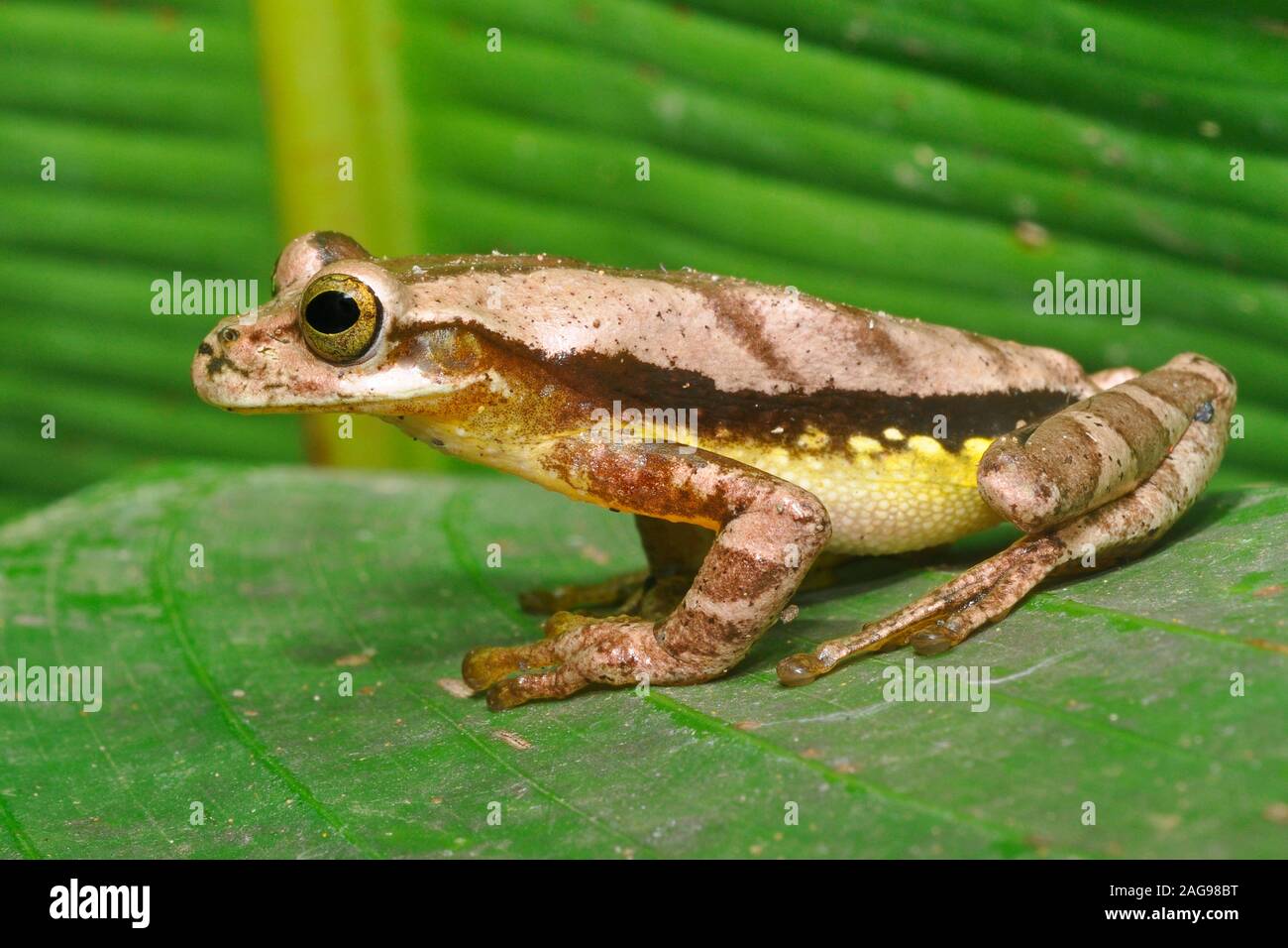 Masked Tree Frog (Smilisca phaeota), Costa Rica Stock Photo - Alamy