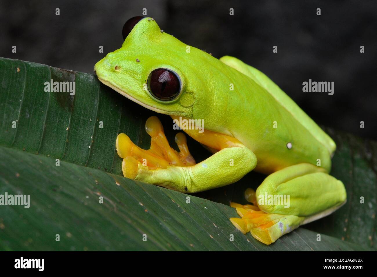 Gliding tree frog hi-res stock photography and images - Alamy