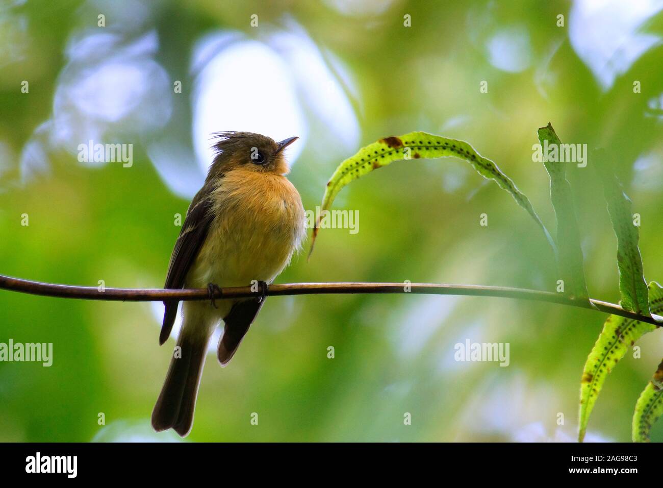 Flavescens High Resolution Stock Photography and Images - Alamy
