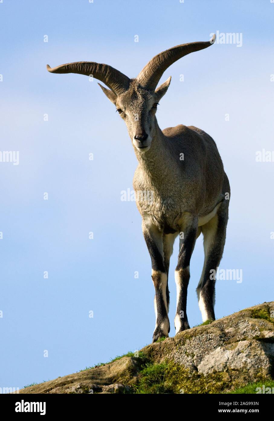 The Bharal (Pseudois nayaur), also called the Helan Shan Blue Sheep ...