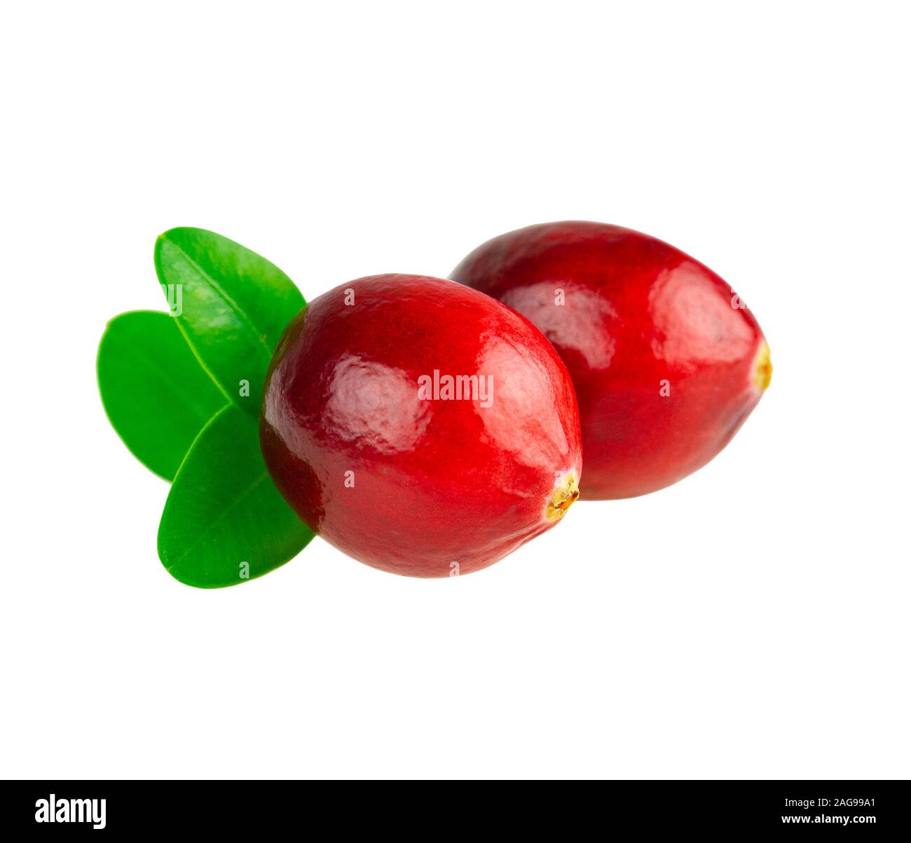 Cranberries closeup. Two cranberry with leaves on white background ...