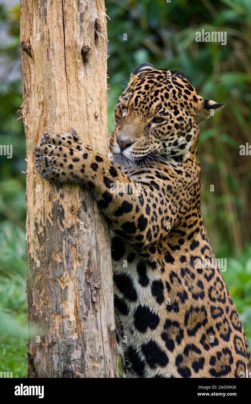 The jaguar (Panthera onca), is a New World mammal of the Felidae family ...
