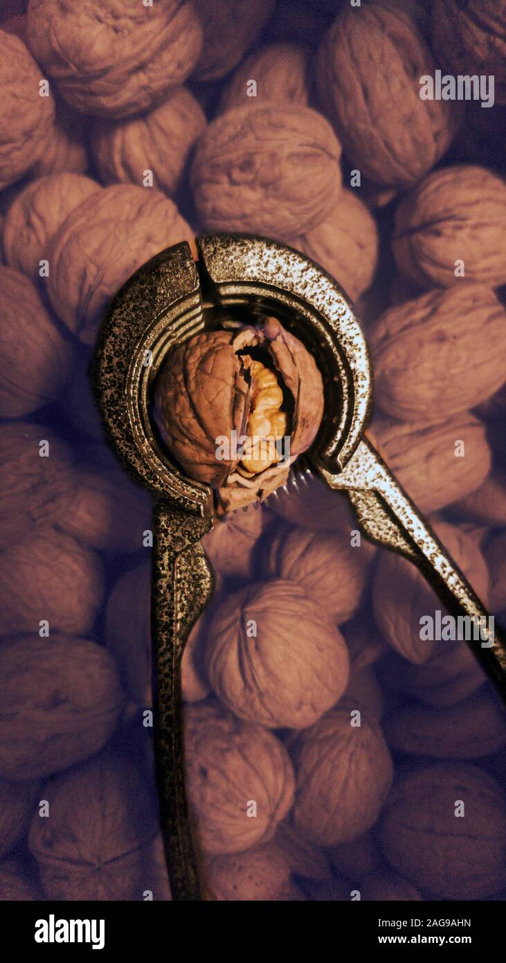 Top view of a cracked walnut loaded to a clamp plier nutcracker with ...