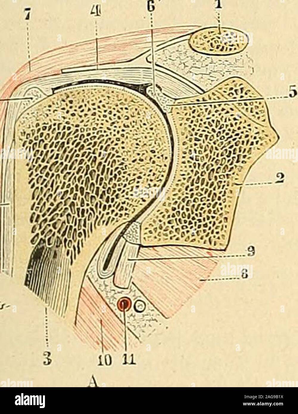Anatomie anatomique hi-res stock photography and images - Alamy