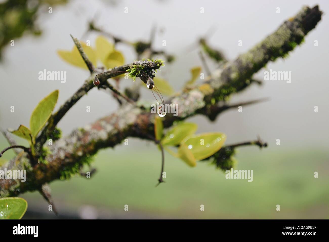 Closeup selective focus of dewdrop falling from a Quercus gambelii tree ...