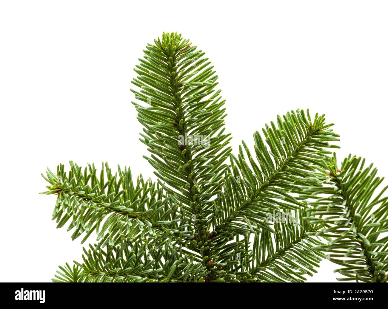 branch of noble fir, Abies procera, isolated on white background Stock ...