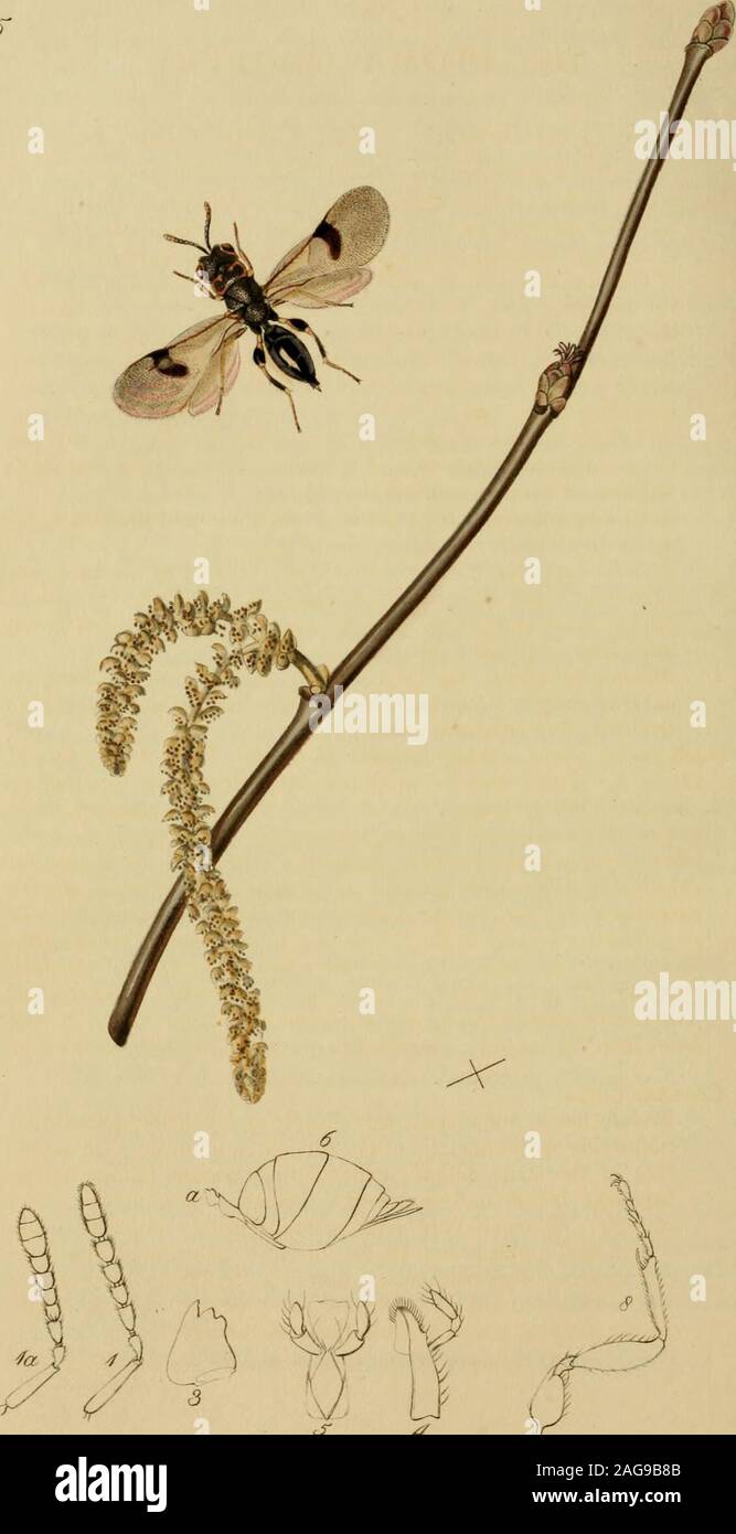 . British entomology; being illustrations and descriptions of the ...