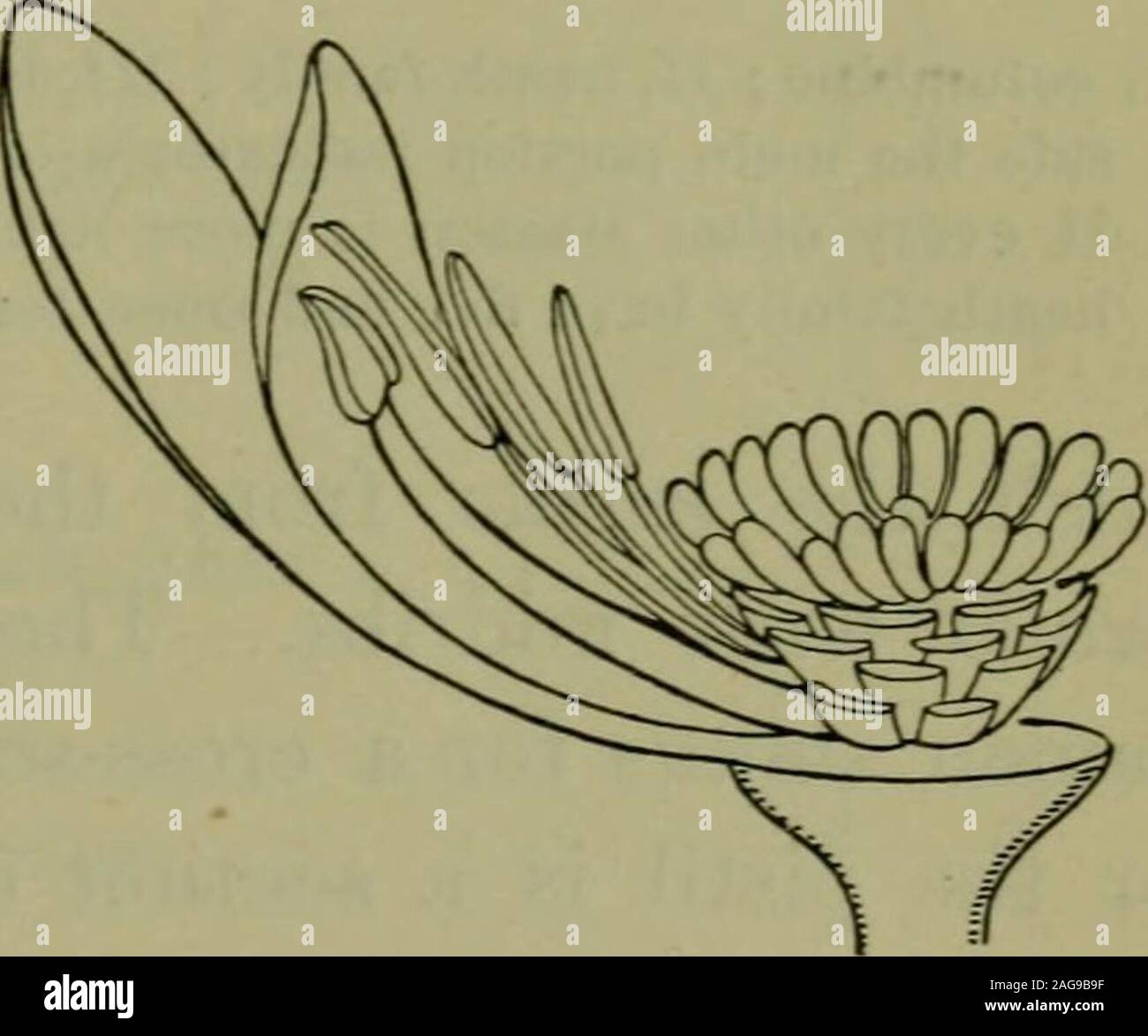 . Foundations of botany. I II III Fig. 155. — Insertion of theFloral ...