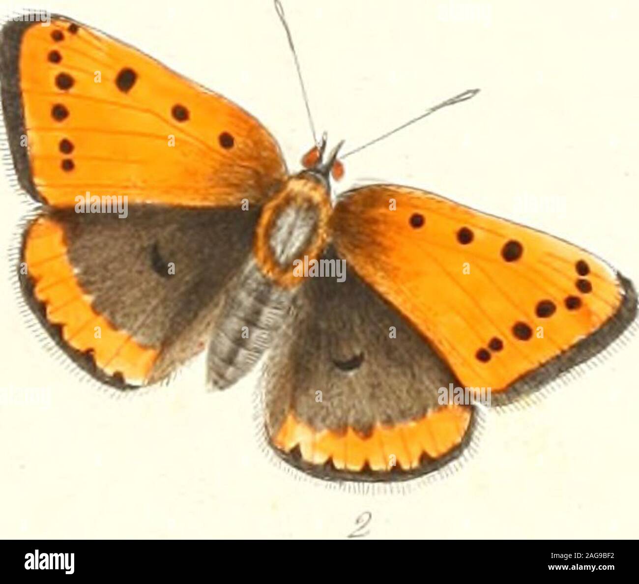 . The papilios of Great Britain : systematically arranged, accurately ...