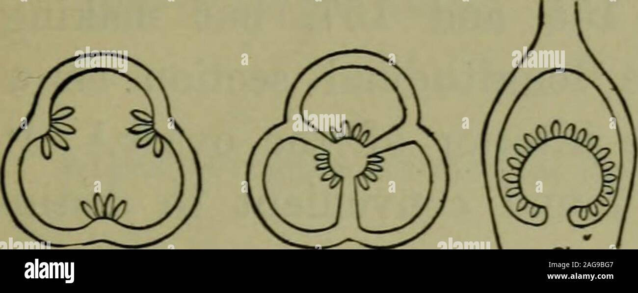 Flower cross section diagram hi-res stock photography and images - Alamy