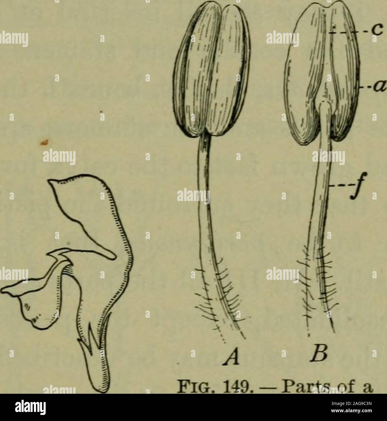 . Foundations of botany. Fig. 145. — Salver-ShapedCorolla of Jasmine ...