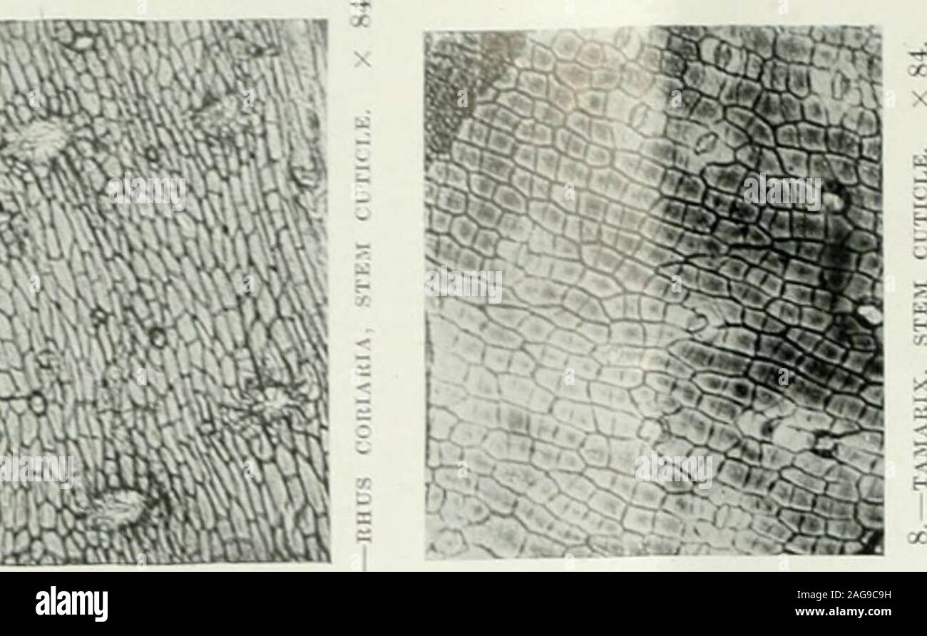 Tannin cell hi-res stock photography and images - Alamy
