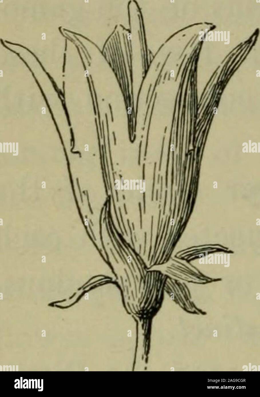 Single fiower hi-res stock photography and images - Alamy