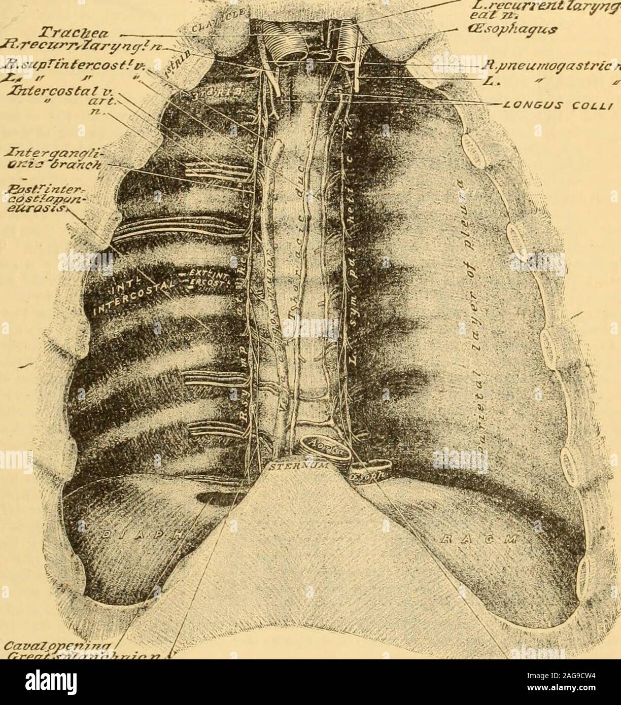 . A Reference handbook of the medical sciences : embracing the entire ...