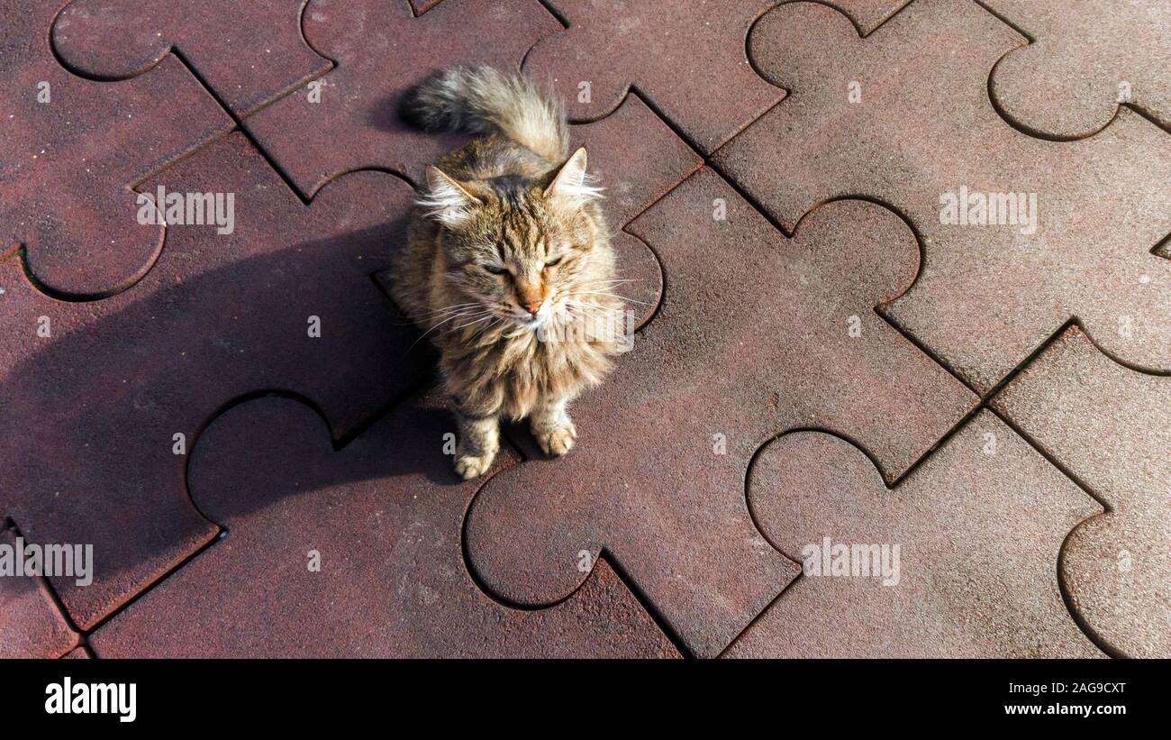 Cat jigsaw puzzle hi-res stock photography and images - Alamy