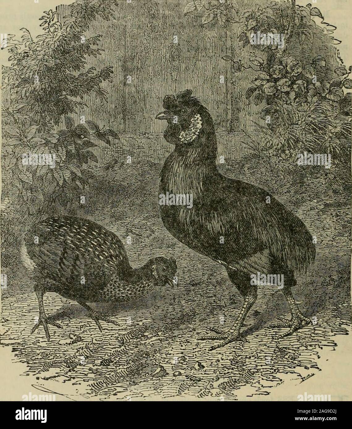 Vulture hocks hi-res stock photography and images - Alamy