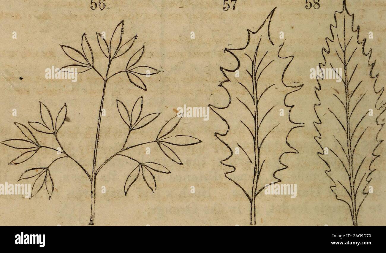 Denticulate leaf hi-res stock photography and images - Alamy