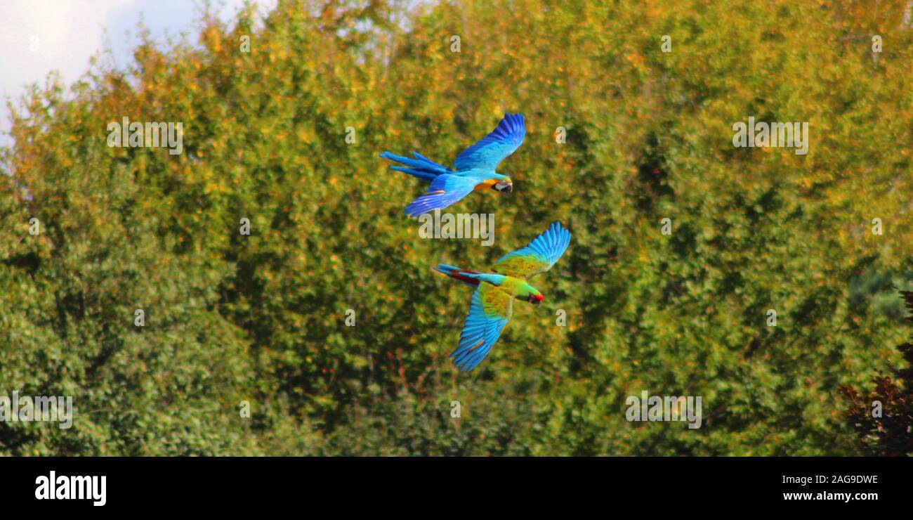 High angle shot of two beautiful mountain bluebirds flying over a green ...