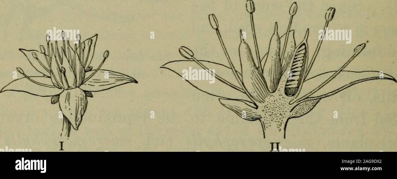 . Foundations of botany. Fig. 140.— Flower of Stonecrop.I, entire ...