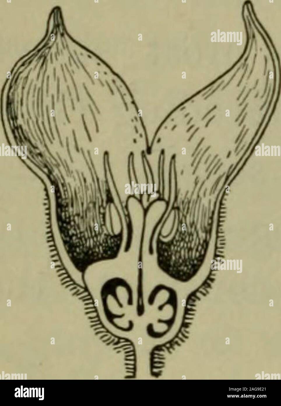 Seed bearing organ hi-res stock photography and images - Alamy