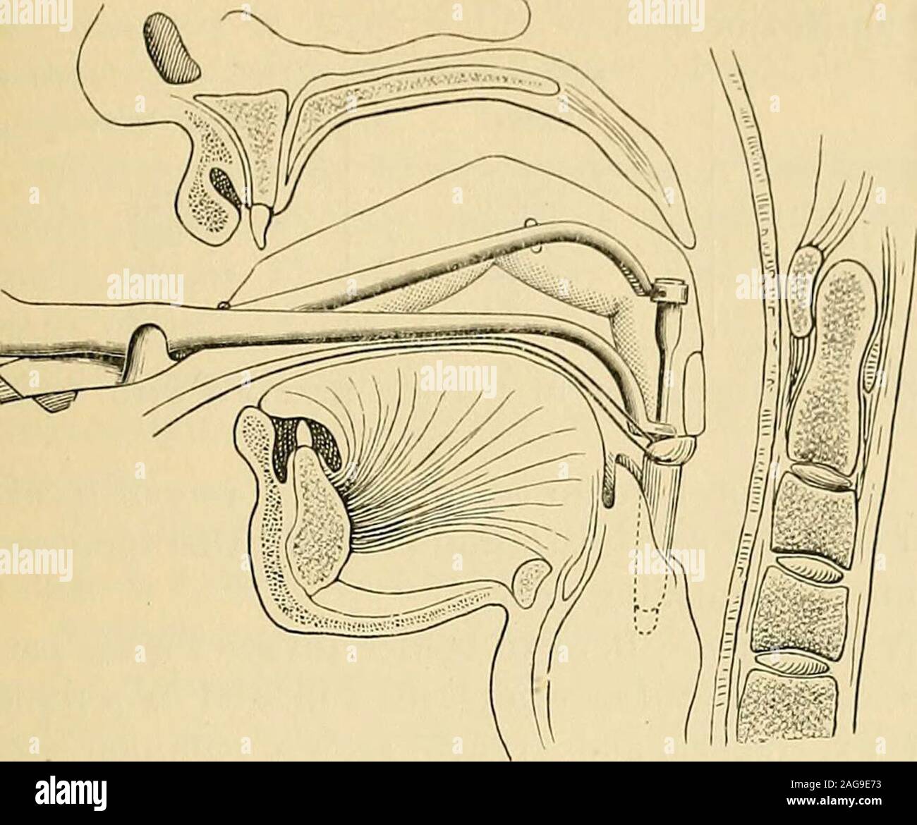 Obturator membrane hi-res stock photography and images - Alamy